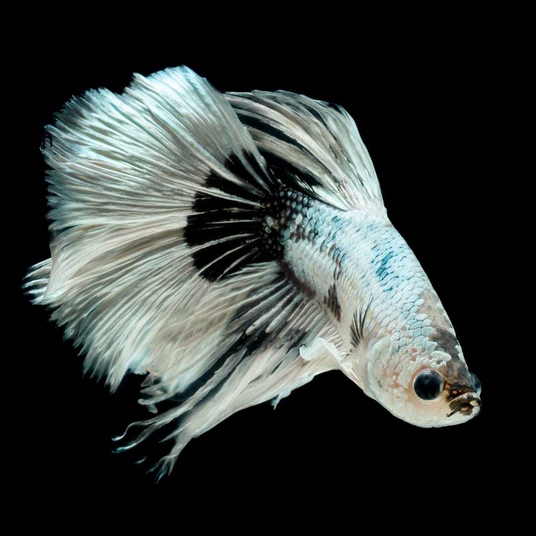 Do Betta Fish Need A Filter To Survive?