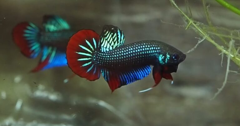 Betta Imbellis: "The Peaceful Betta" Care Guide