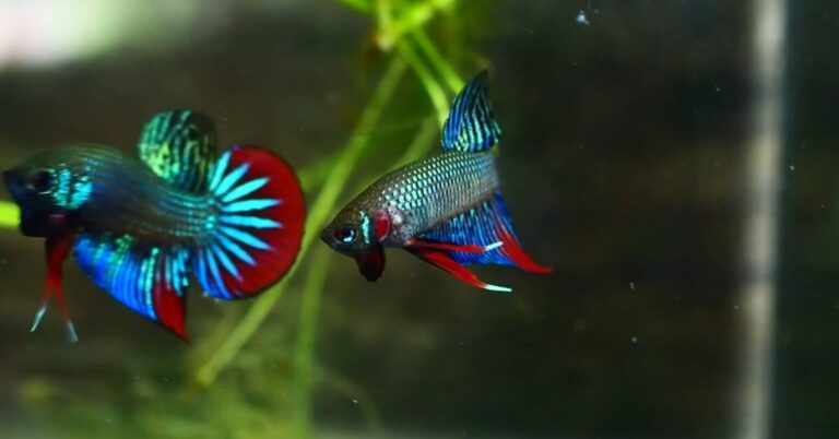 Betta Imbellis: "The Peaceful Betta" Care Guide