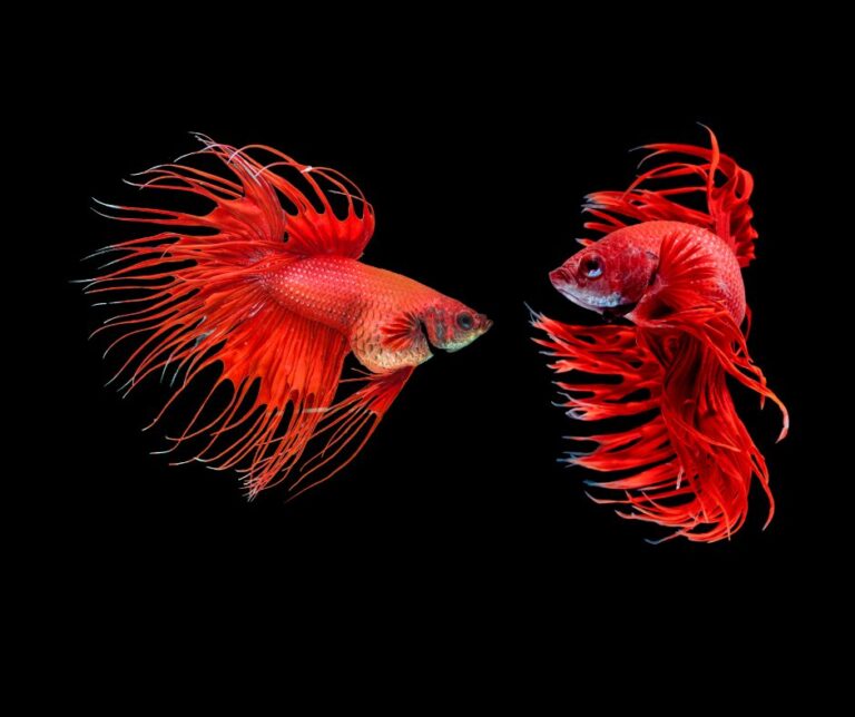 The Orange Betta Fish: A Complete Guide