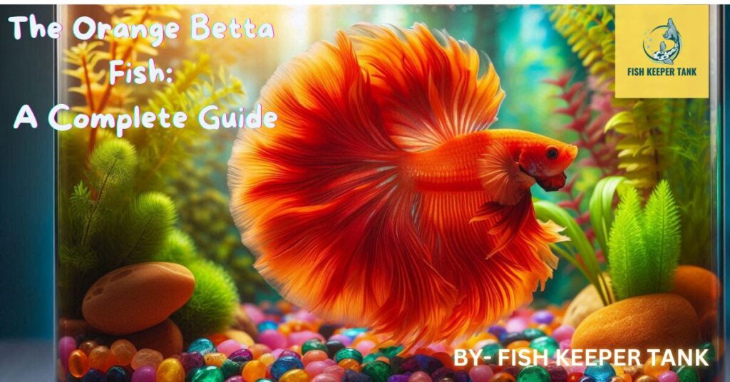 The Orange Betta Fish: A Complete Guide