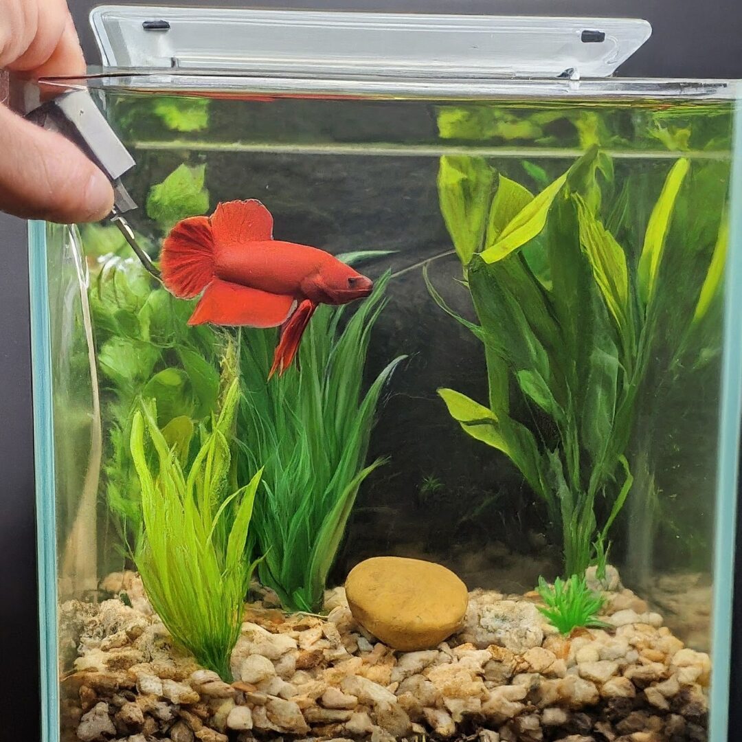 Betta Fish Water Change: The Ultimate Guide