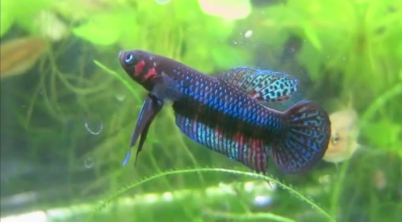 Betta Hendra: Everything You Need To Know Betta Hendra: Everything You Need To Know