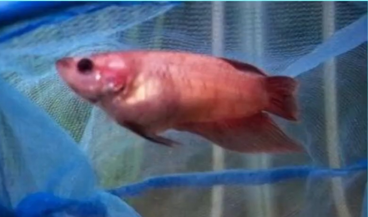 Betta Fish Constipation Explained: Betta Fish Not Pooping