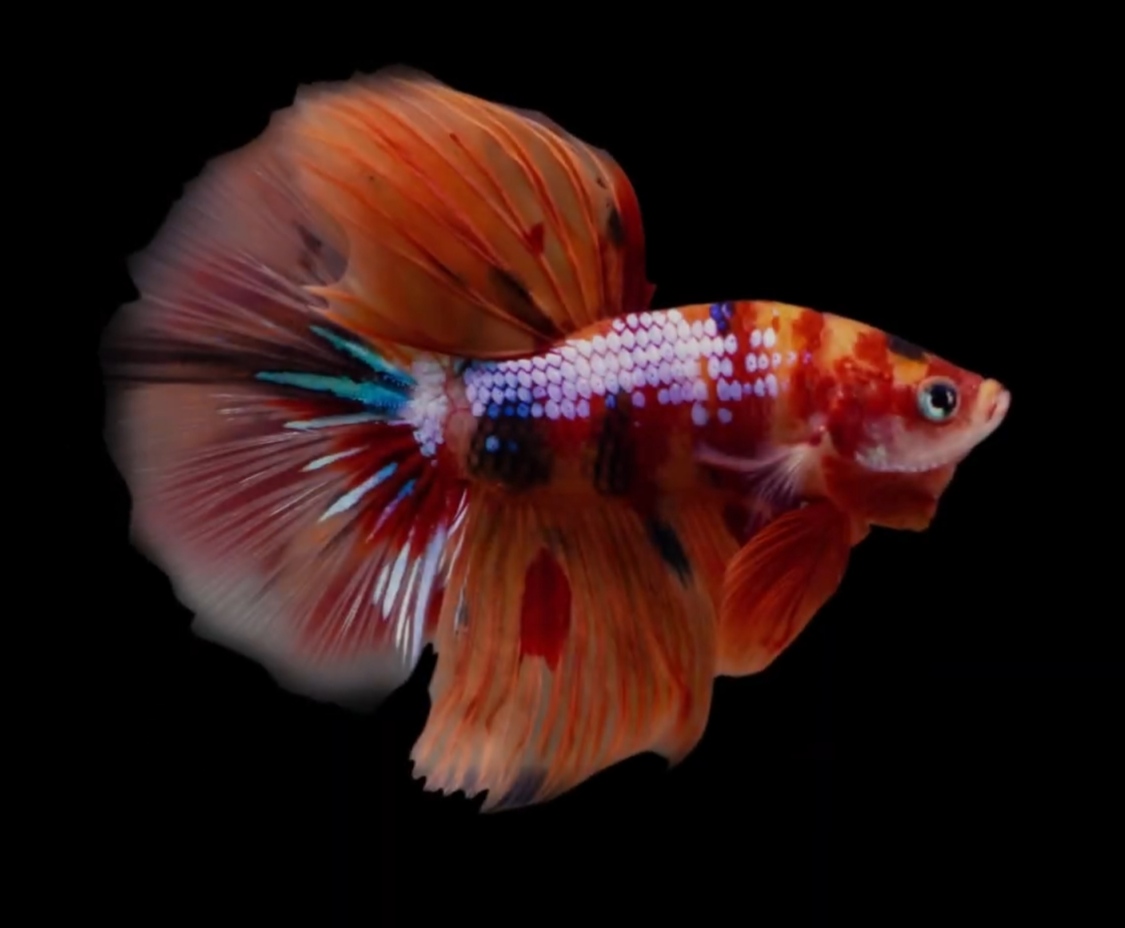 The Most Expensive Betta Fish In The World (Complete List)