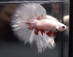 The Most Expensive Betta Fish In The World (Complete List)