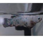 Dropsy in Betta Fish: The Ultimate Care Guide