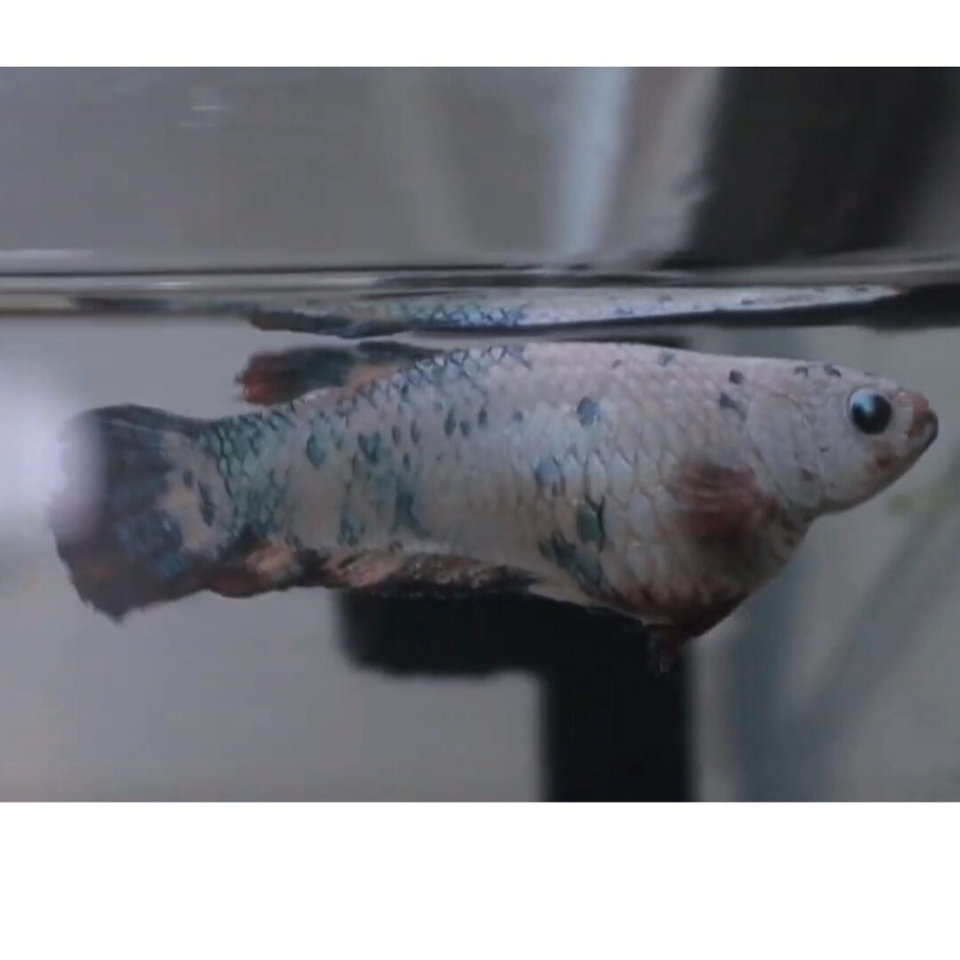 Dropsy in Betta Fish: The Ultimate Care Guide