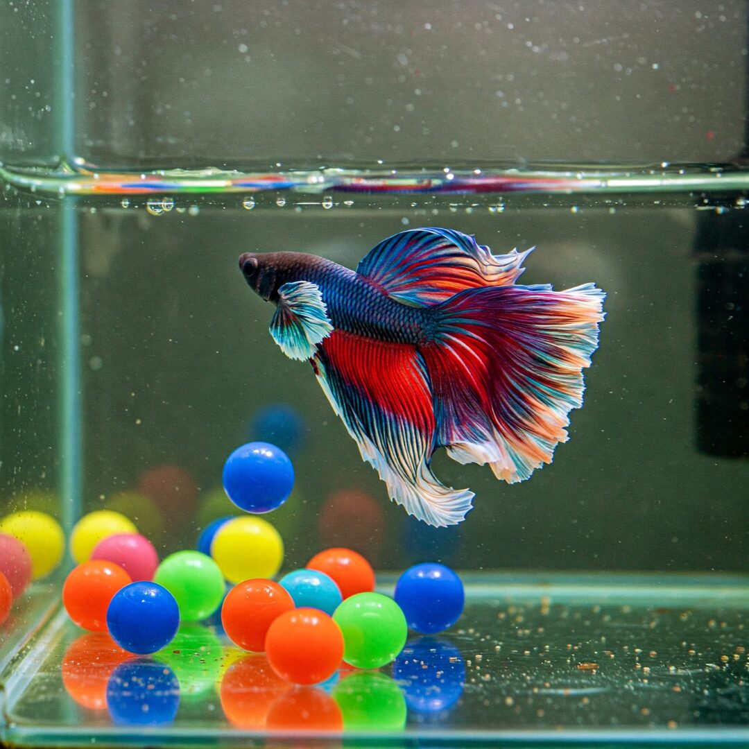 How to Play with Your Betta Fish? The Ultimate Guide to Fun and Enrichment