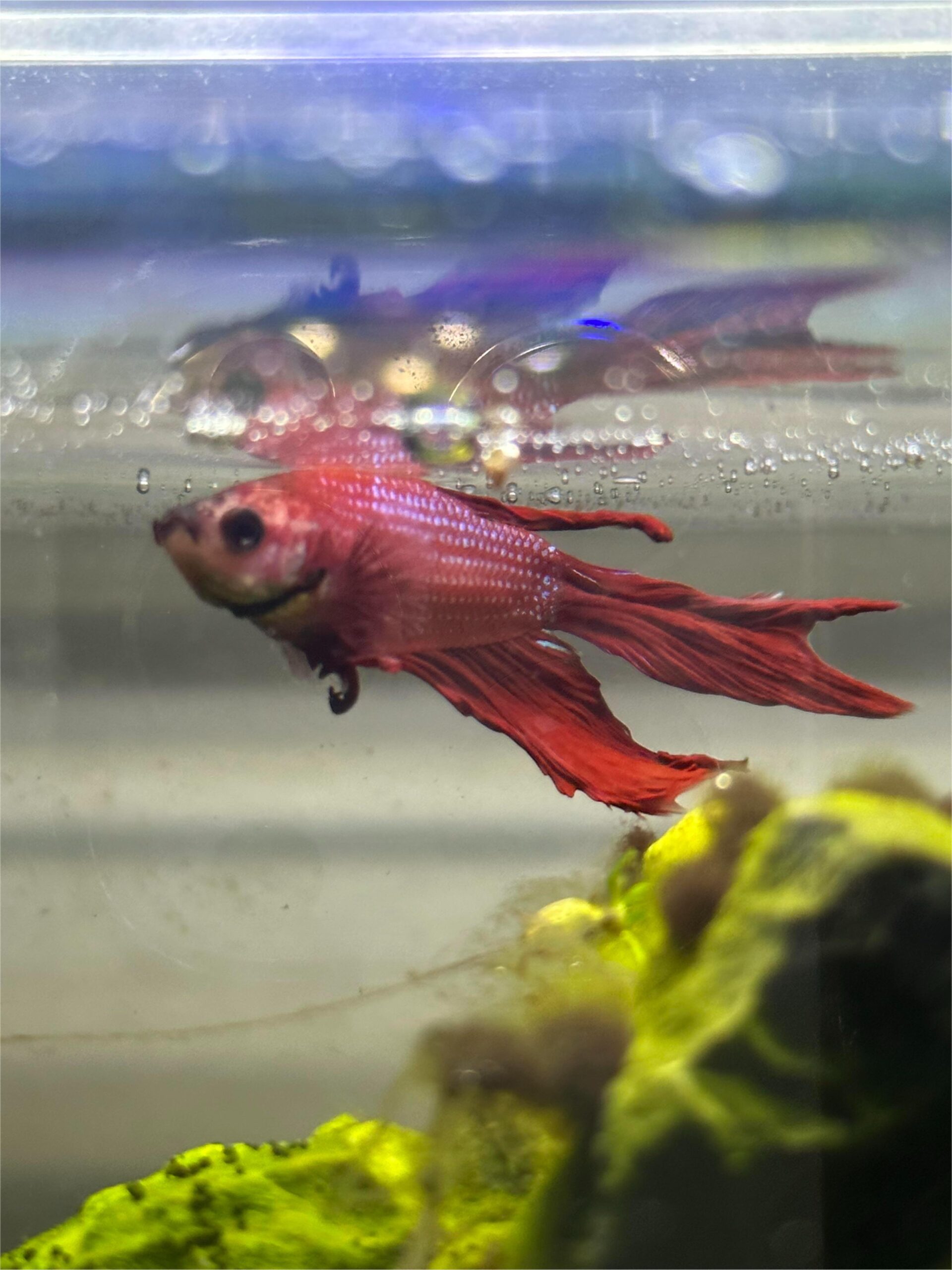 Clamped Fins In Betta Fish