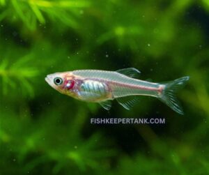 Japanese Ricefish Complete Care Guide: Ricefish Temperature and All