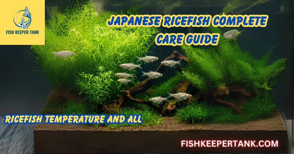 Japanese Ricefish Complete Care Guide: Ricefish Temperature and All