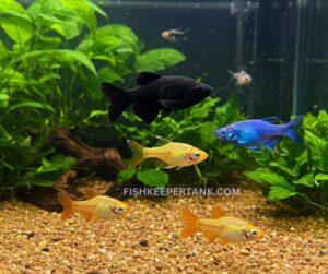 Japanese Ricefish Complete Care Guide: Ricefish Temperature and All